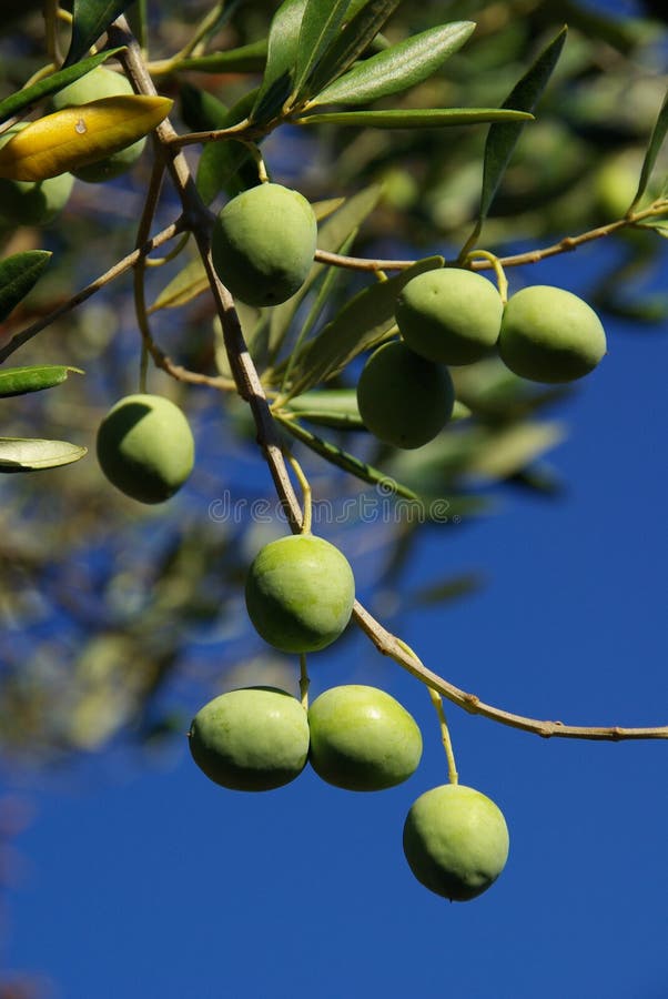 Olijf 09 stock afbeelding. Image of macro, vrede, plantaardig - 3489409