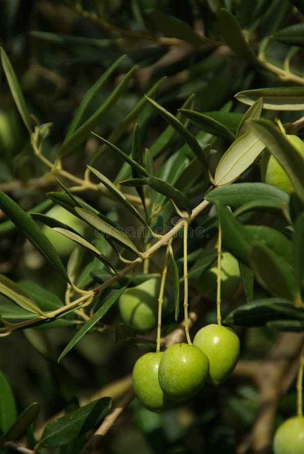 Olijf 12 stock afbeelding. Image of eten, olijven, groen - 3489729