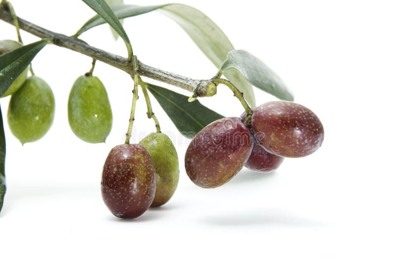 Olijf stock foto. Image of achtergrond, gezond, plantaardig - 12021544