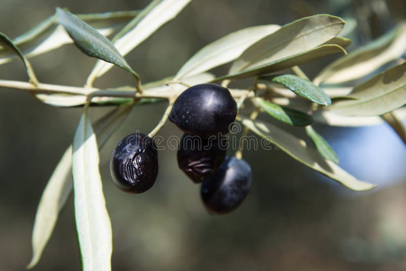Olijf stock foto. Image of vers, gezond, olijf, olie - 55733568