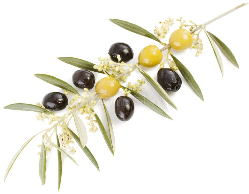 Olijf en bloesem stock foto. Image of olijf, studio, bloesem - 25565020