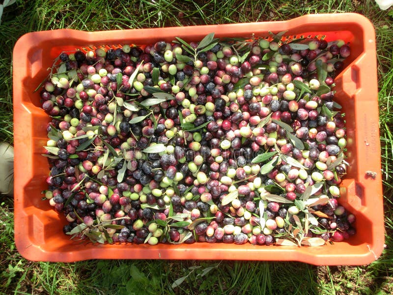Gereedschap Voor Het Oogsten Van Olijven Olijfbomen Met Olijven Levende ...
