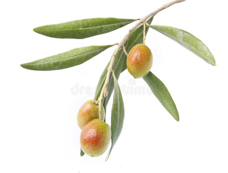 Olijf op tak stock afbeelding. Image of beste, extra - 35962567