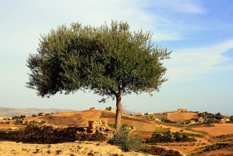Oude olijfboom stock foto. Image of italië, olie, boom - 14310614