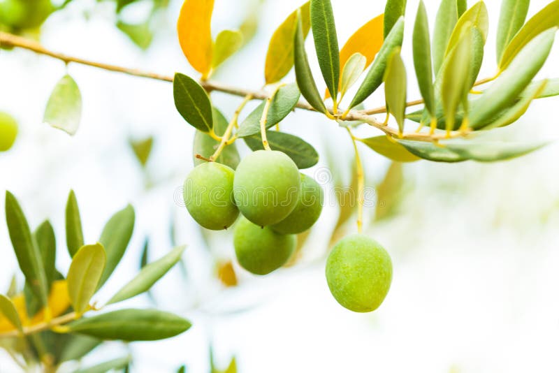 Olijvenboom stock afbeelding. Image of rijp, macro, vers - 56829243
