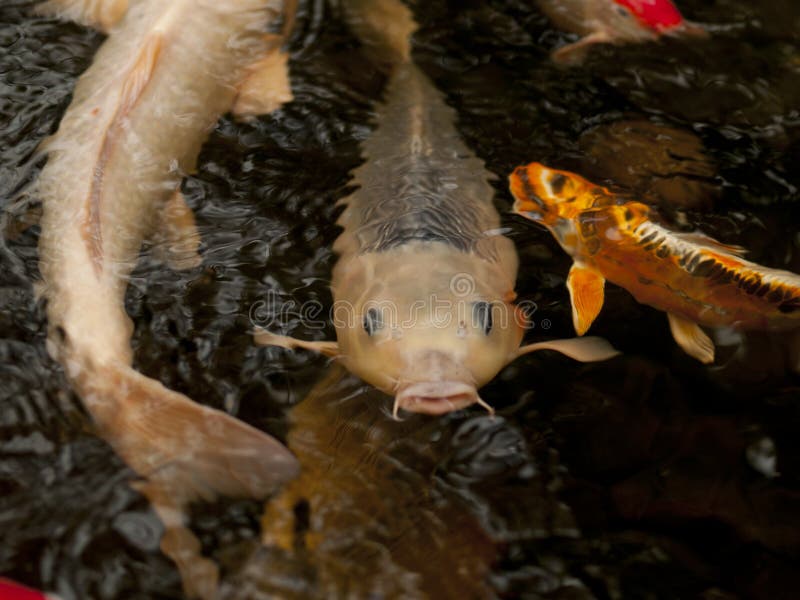 Olik koikarp i ett damm fotografering för bildbyråer. Bild av blomstra ...