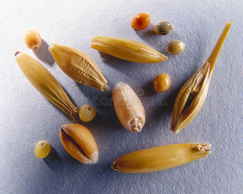 Olika Kornsorter Foton - Gratis och royaltyfria stockfoton från Dreamstime