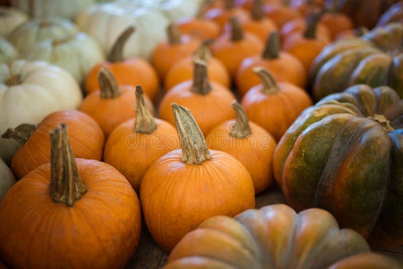 Olika Pumpor Och Kalebasser Fotografering för Bildbyråer - Bild av ...