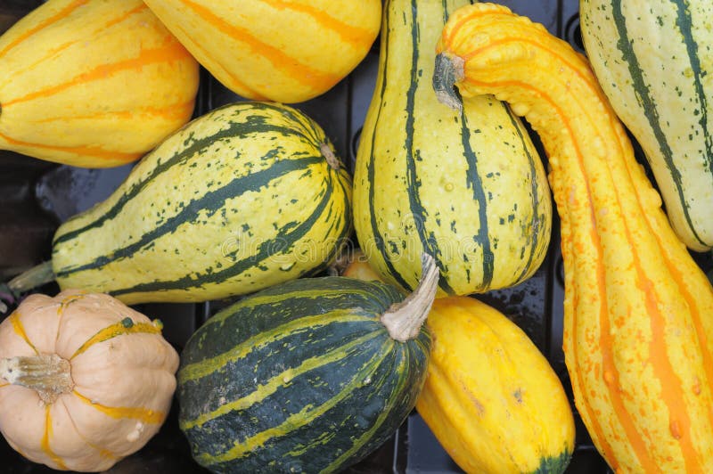 Olika sorter av små pumpor fotografering för bildbyråer. Bild av ...