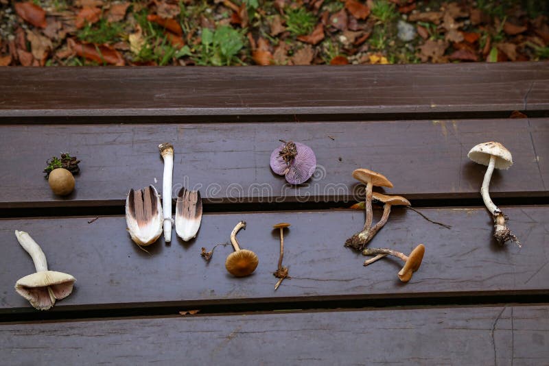Olika Svampar I Skogen Anges I Tabellen Fotografering för Bildbyråer ...