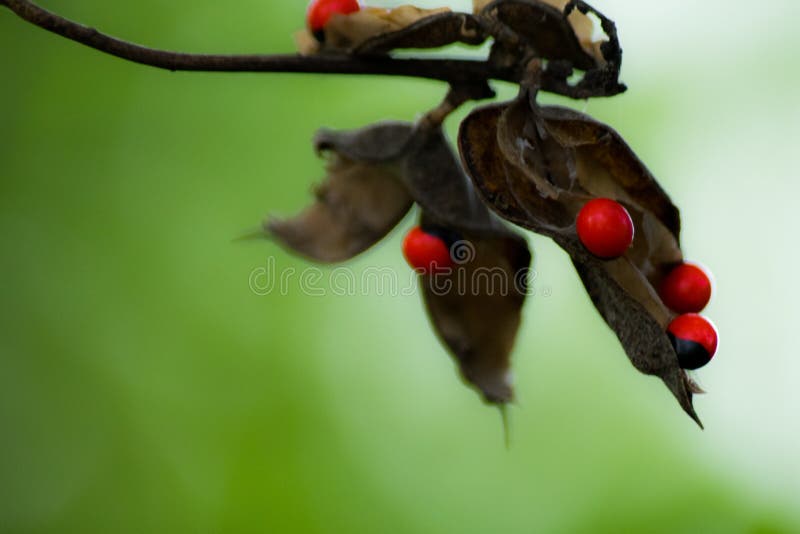 Olinda Seeds Stock Photos - Free & Royalty-Free Stock Photos from ...