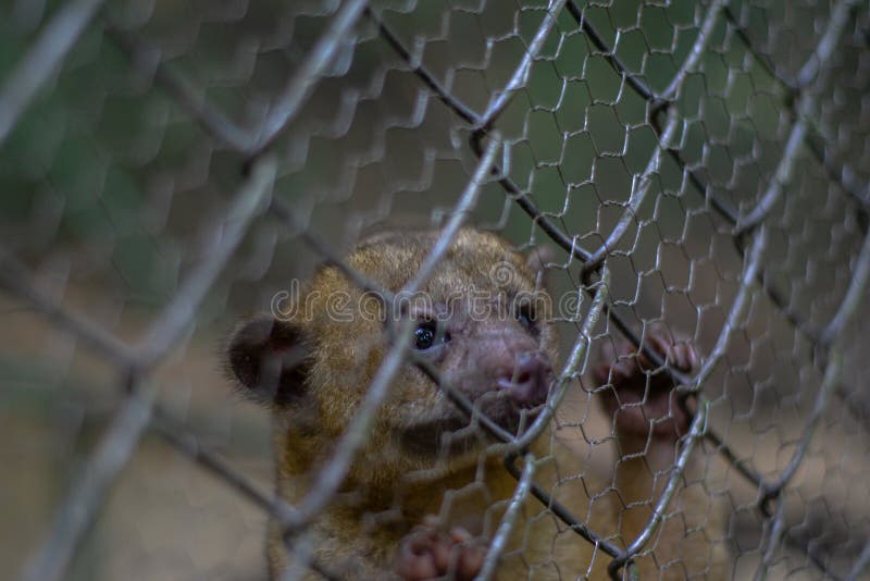 Olingo Animal Locked in Zoo Cage Stock Image - Image of america, animal ...