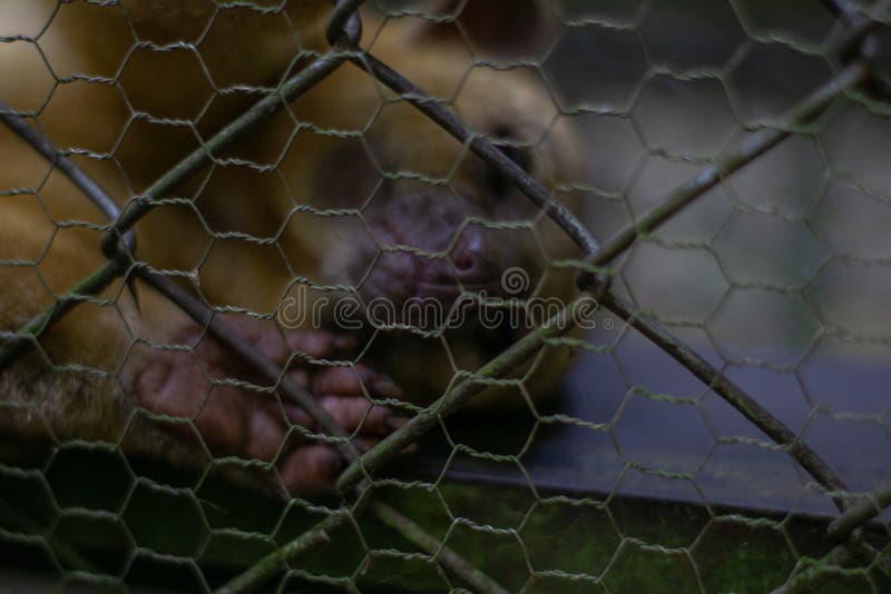 Olingo Animal Locked in Zoo Cage Stock Image - Image of escape, central ...
