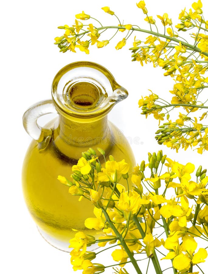 Bottiglia Di Olio Di Colza a Disposizione Di Un Agronomo O Di Un ...