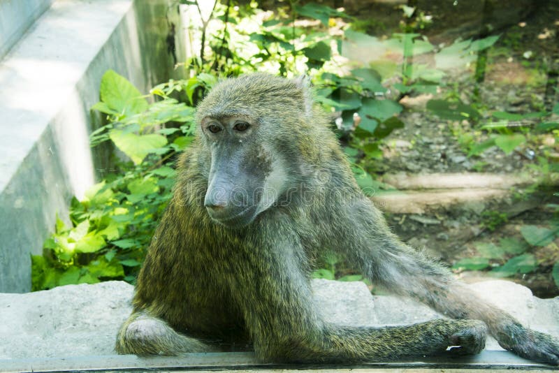 Olive Baboon imagen de archivo. Imagen de grande, endangered - 41630735