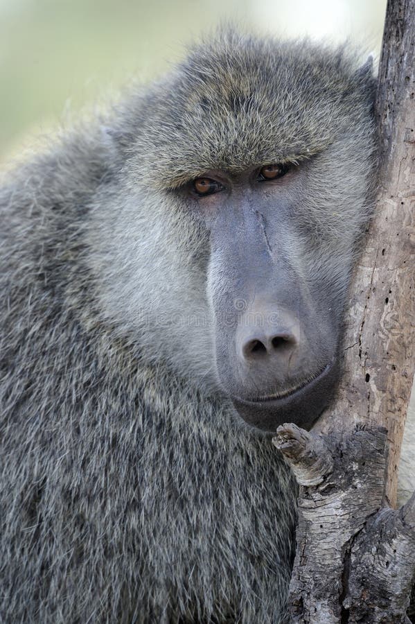 Olive baboon stock photo. Image of kenya, developing - 38862194
