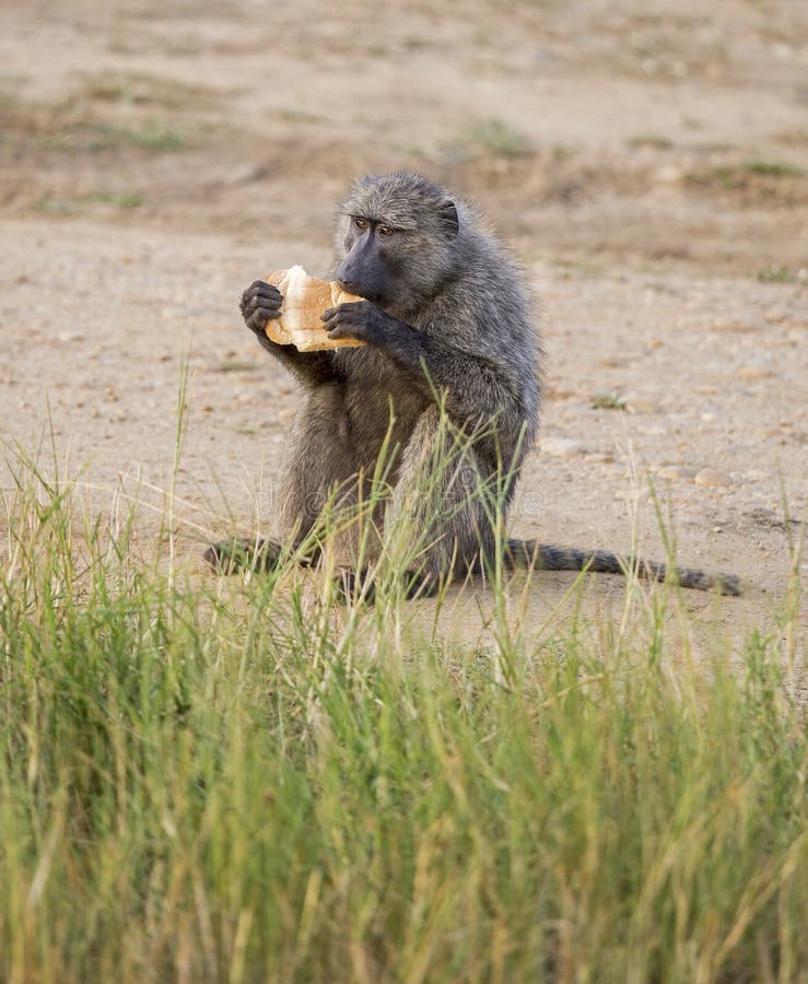 Baboon Eating Meat stock photo. Image of monkey, sitting - 205062642
