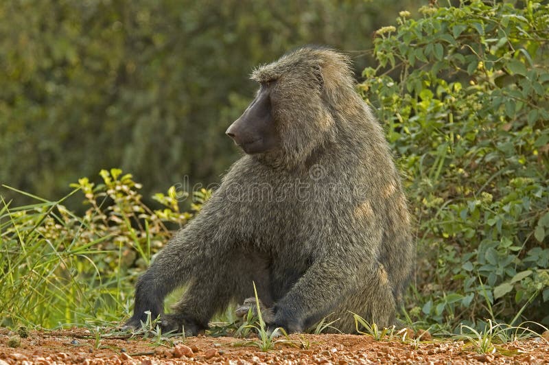 Olive Baboon, Groene Baviaan, Papio Anubis Stock Photo - Image of ...