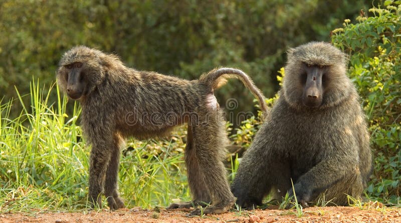 Olive Baboon, Groene Baviaan, Papio Anubis Stock Photo - Image of ...