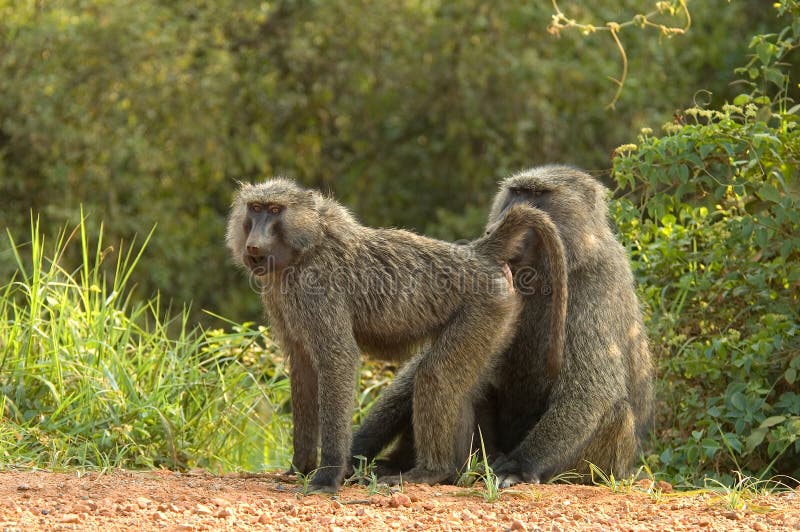 Olive Baboon, Groene Baviaan, Papio Anubis Stock Image - Image of ...