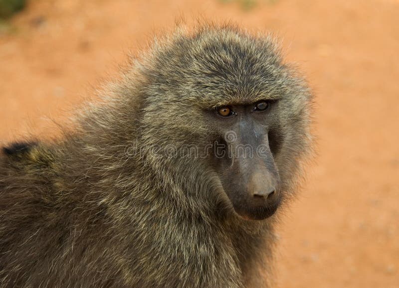 Olive Baboon, Groene Baviaan, Papio Anubis Stock Image - Image of ...