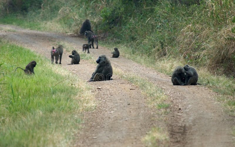 Olive Baboon, Groene Baviaan, Papio Anubis Stock Image - Image of ...
