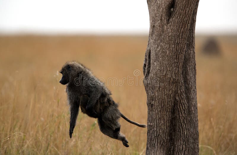 Baby Baboon Jumping Stock Photos - Free & Royalty-Free Stock Photos ...