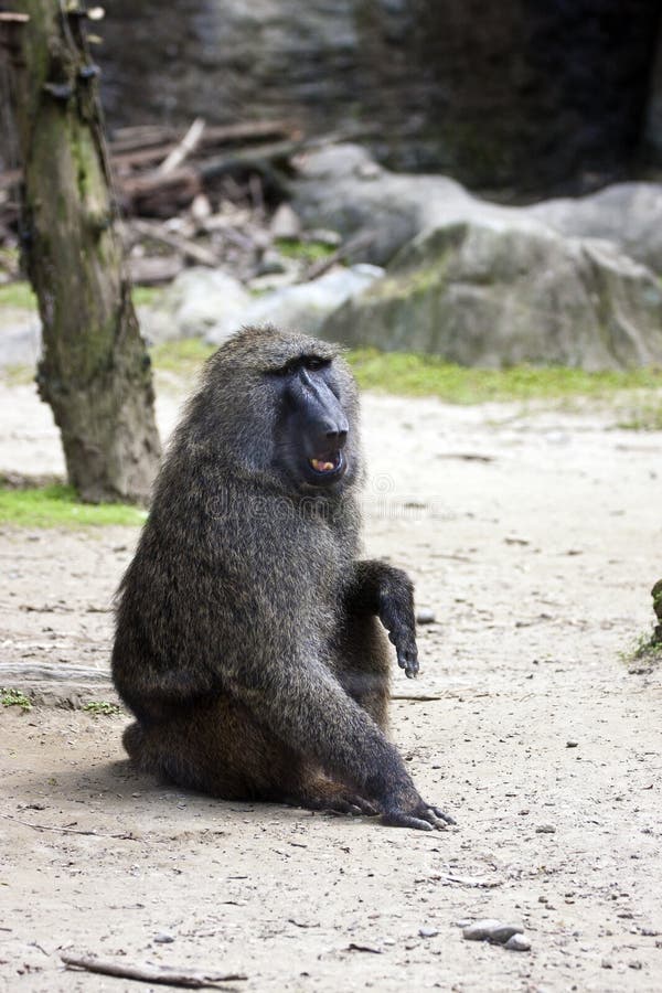 Olive Baboon,Papio anubis stock photo. Image of anubis - 28333132
