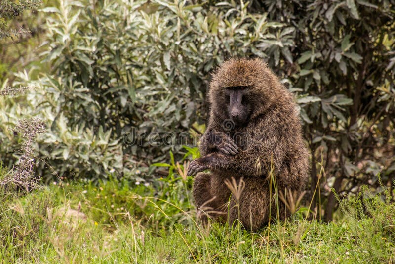 Olive Baboon (Papio Anubis) in the Hell S Gate National Park, Ken Stock Image - Image of anubis ...