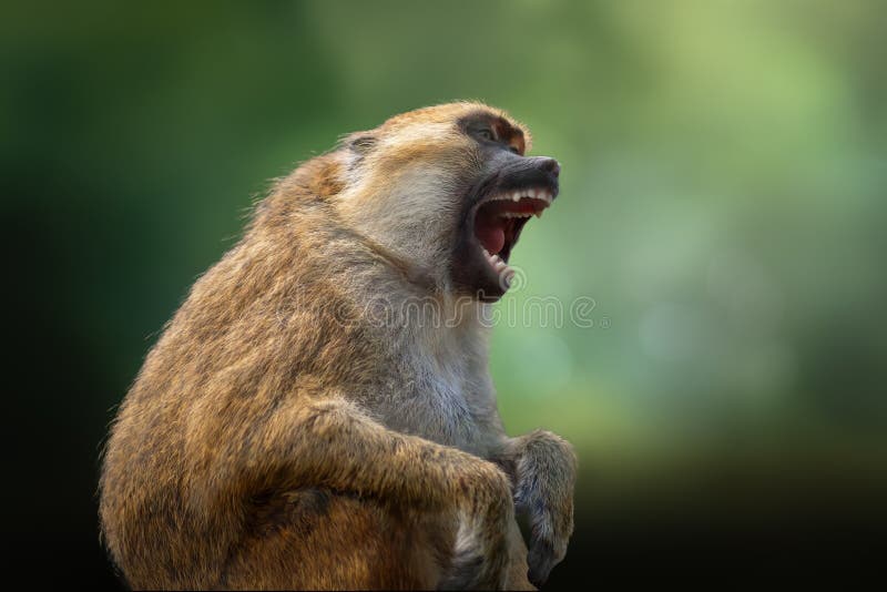 Olive Baboon - Old World Monkey Stock Photo - Image of beautiful ...