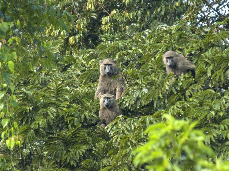 Bifg Group Stock Photos - Free & Royalty-Free Stock Photos from Dreamstime