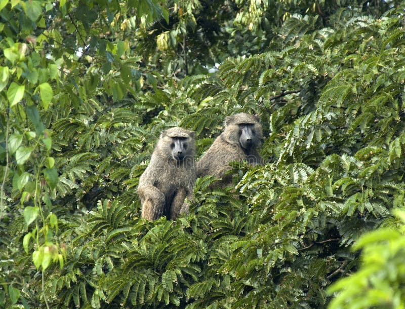 Bifg Group Stock Photos - Free & Royalty-Free Stock Photos from Dreamstime