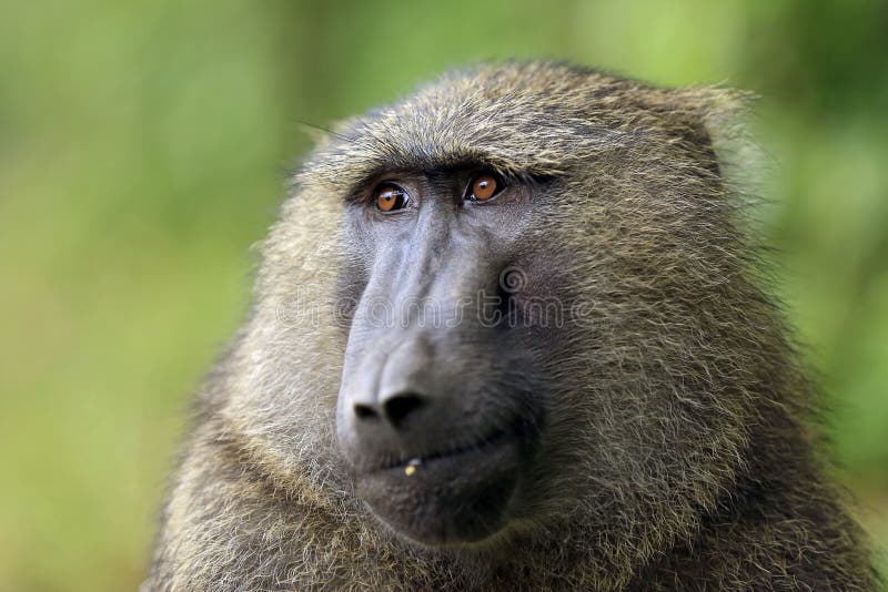 Olive Baboon Portrait foto de archivo. Imagen de aceituna - 80224060