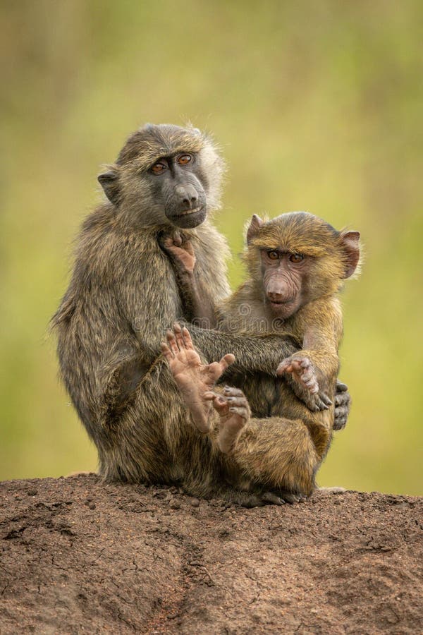 Baby Olive Baboon Staring with Mouth Closed Stock Photo - Image of ...