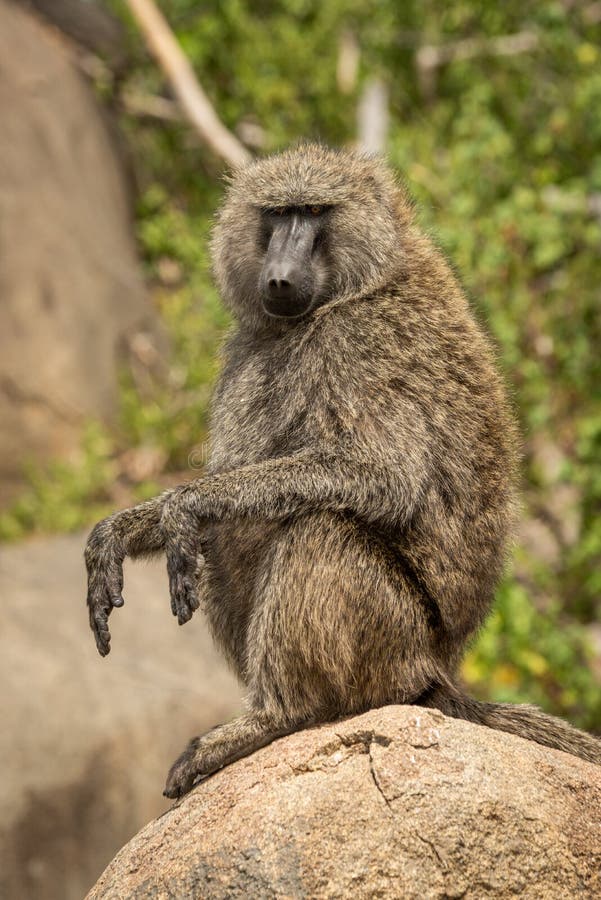 Olive Baboon Sits on Rock Lifting Paws Stock Photo - Image of camp ...