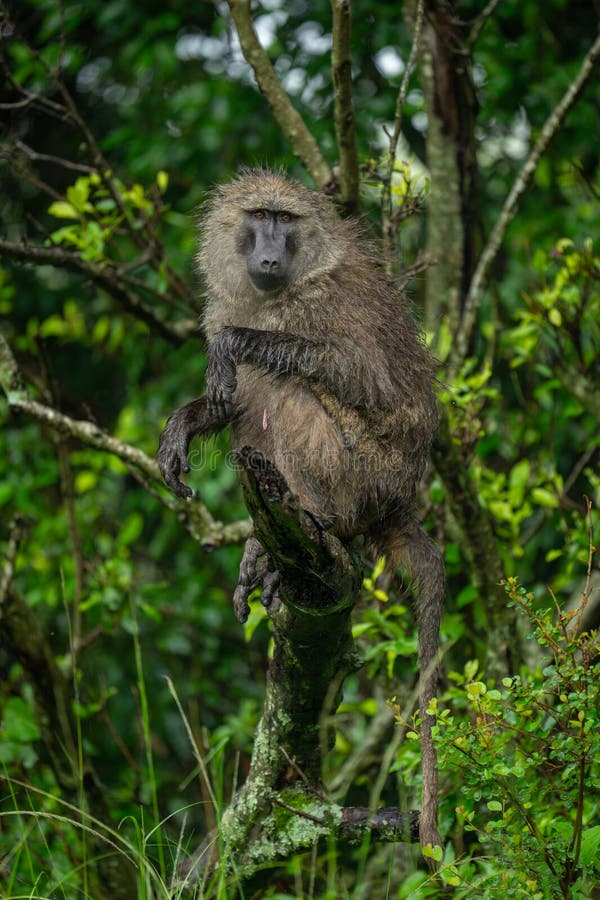 Olive Baboon Sits in Tree Turning Head Stock Photo - Image of vertical ...