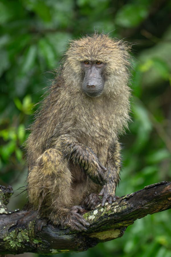 Olive Baboon Sits Turning Head on Branch Stock Photo - Image of travel ...