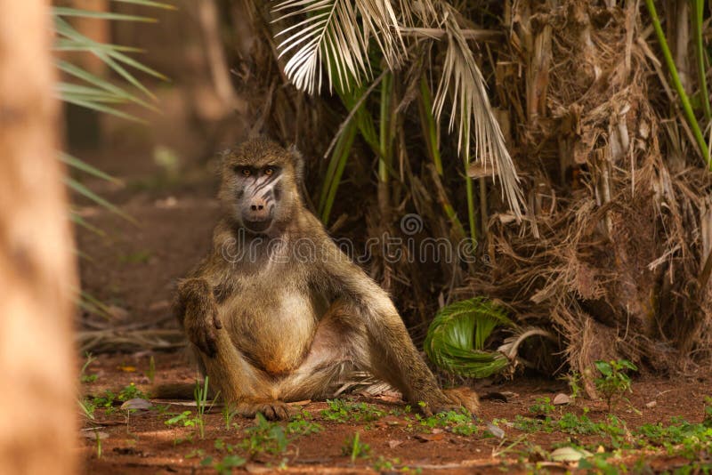 Olive Baboon Sitting on the Ground Under Palm Tree Stock Photo - Image ...