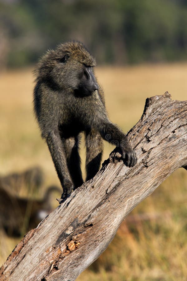 Baboon in Tree in Umfolozi Game Reserve, South Africa, Established in ...