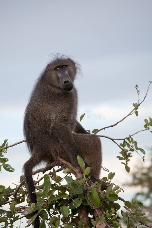 Baboon on a tree. stock photo. Image of ecology, animal - 16146764