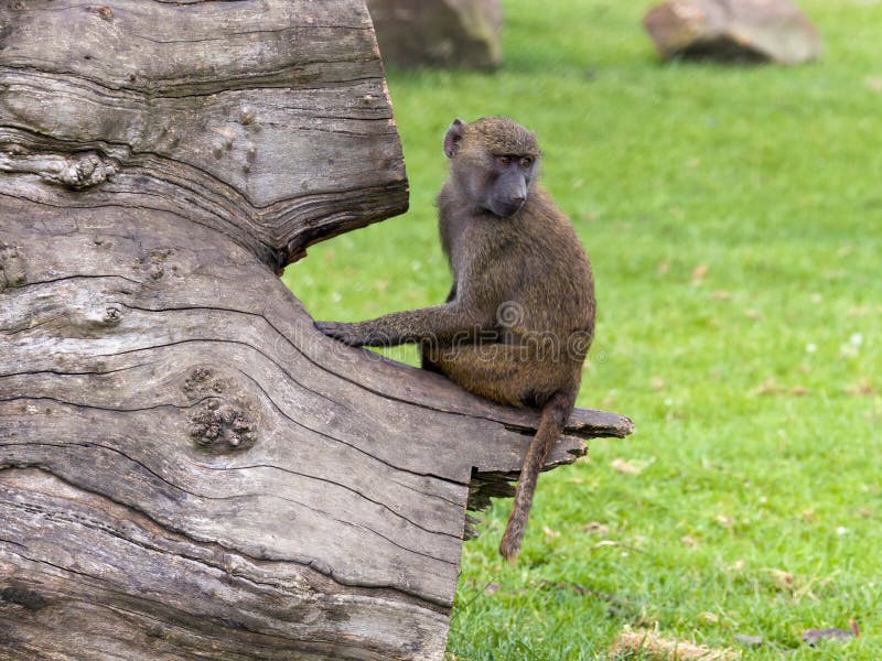 Olive baboon on tree trunk stock photo. Image of africa - 229138122