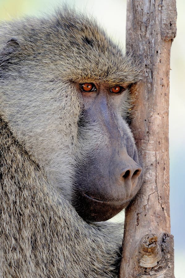 Olive baboon stock photo. Image of male, african, destination - 40584292