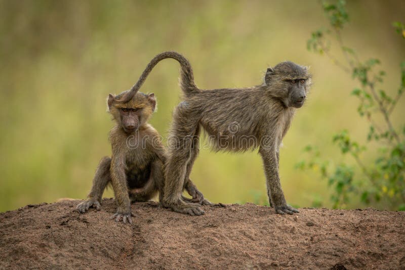 Olive Baboons Sit and Stand on Ridge Stock Image - Image of african ...
