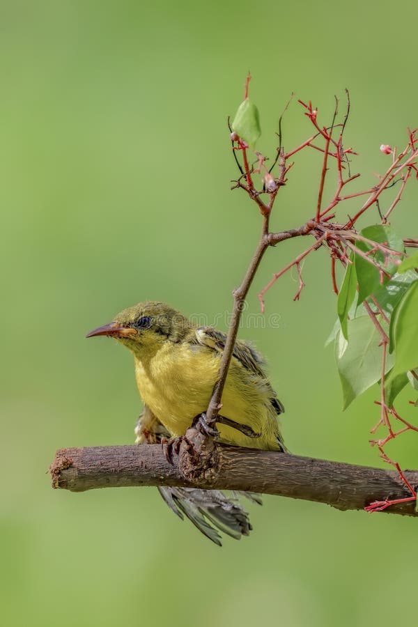 Olive-backed Sunbird Feeding the Chick on Branch Stock Photo - Image of ...
