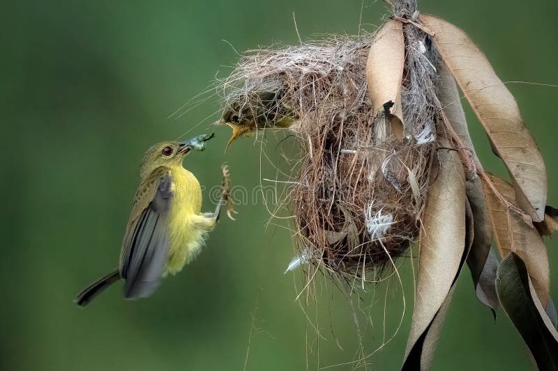 Olive Backed Sunbird Feeding Her Chick with Open Beak at Nest Stock ...