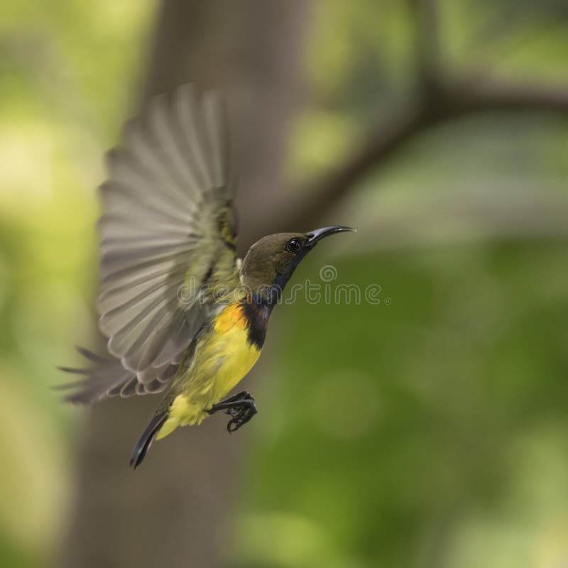 Olive-backed Sunbird Flying Stock Image - Image of wildlife, olive ...