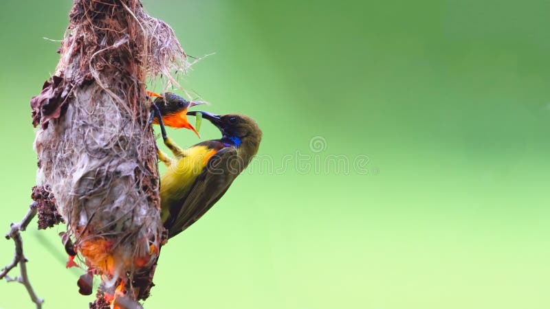 Olive-backed Sunbird Flying To Feed Chicks Stock Photo - Image of tree ...
