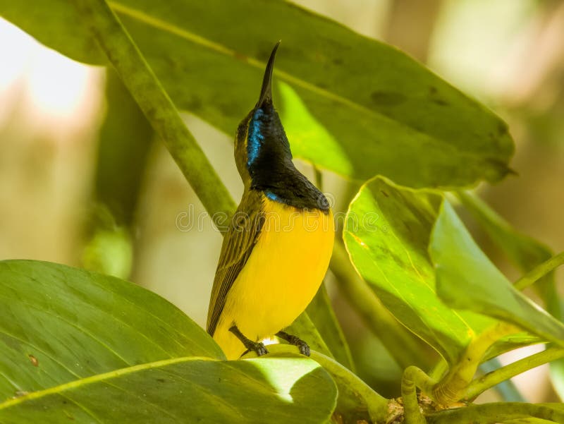 Olive-backed Sunbird in Queensland Australia Stock Photo - Image of ...