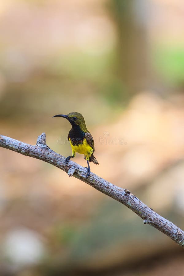 Olive-backed Sunbird, Yellow-bellied Sunbird Stock Image - Image of ...