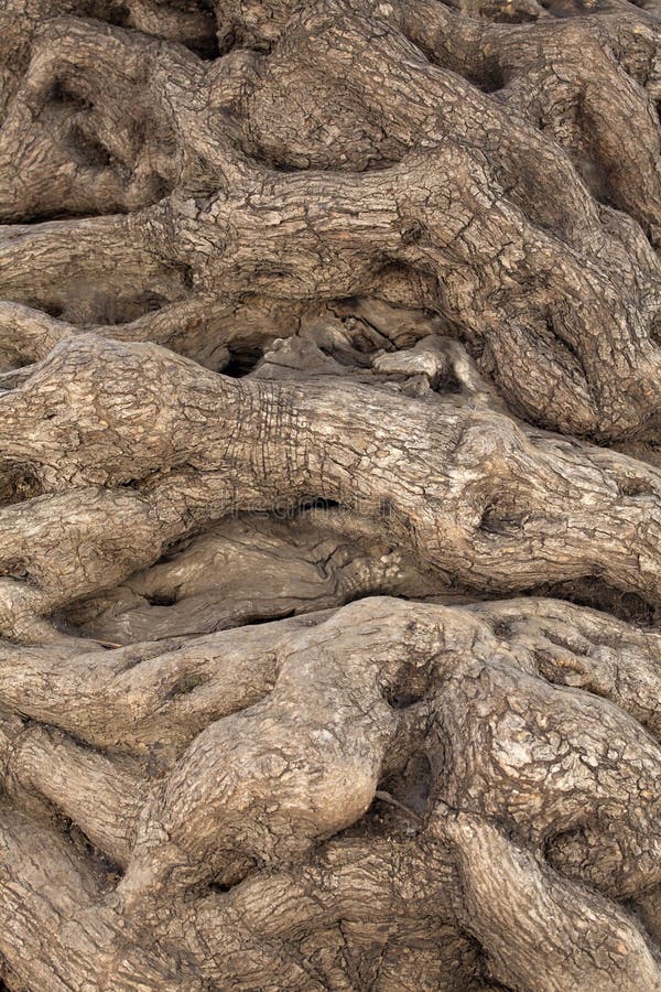 Olive Bark stock image. Image of trunk, vertical, pattern - 25393771